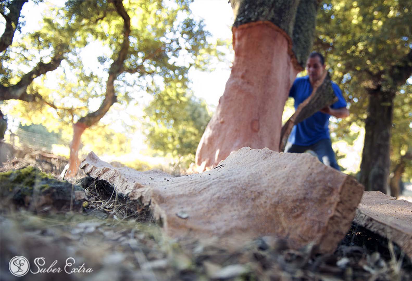 How are artisanal wine corks made? Inside a cork factory in Sardinia ...