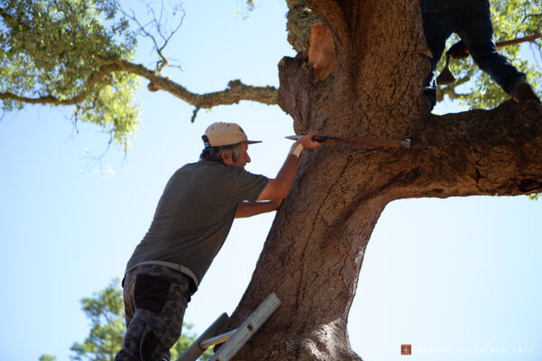 Inside a natural cork - The Italian Wine Girl